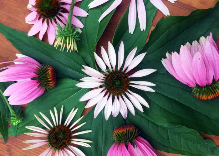 Harvesting and Processing Herbs for Winter - Mother Earth Living